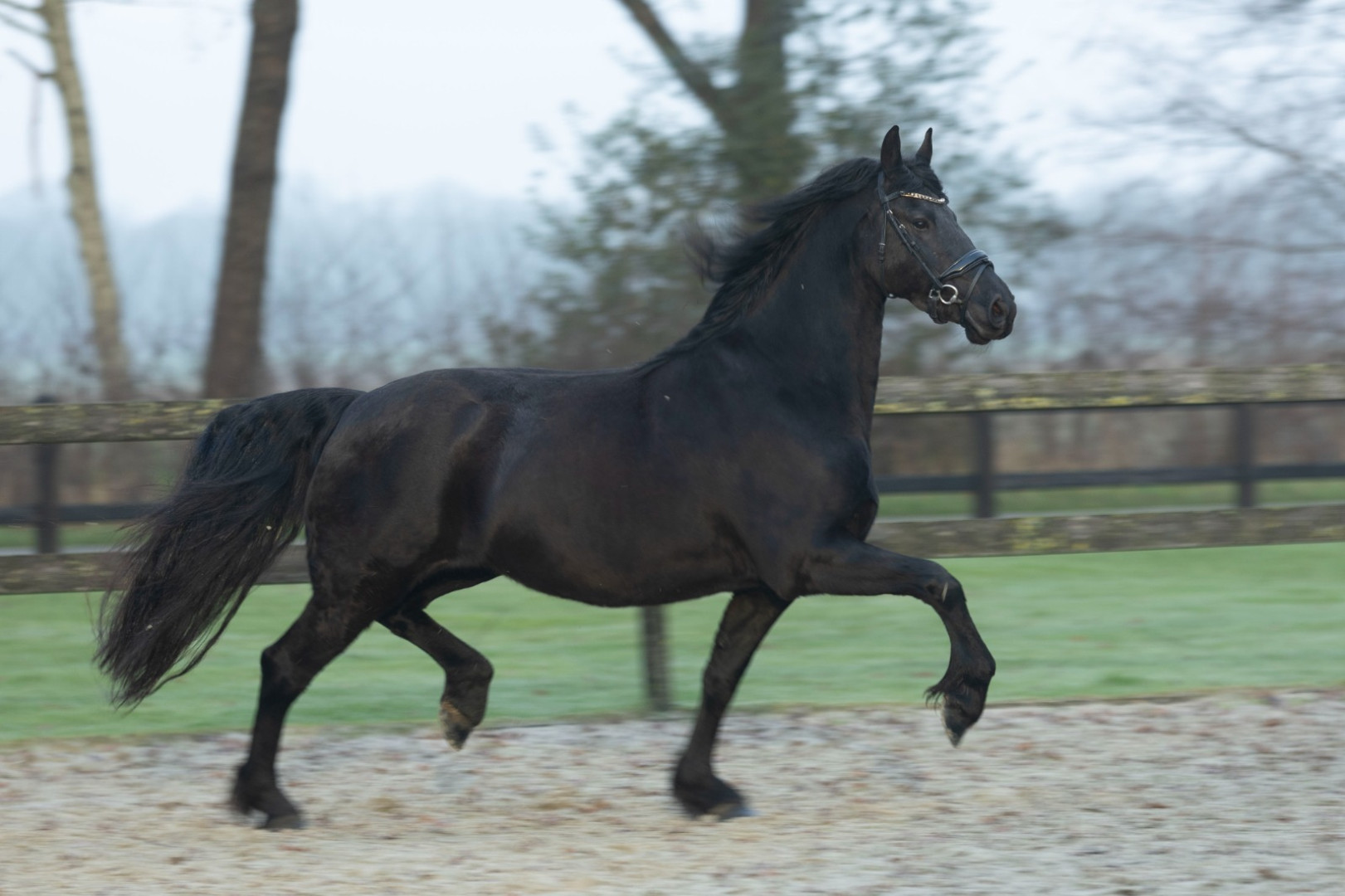 paarden-details
